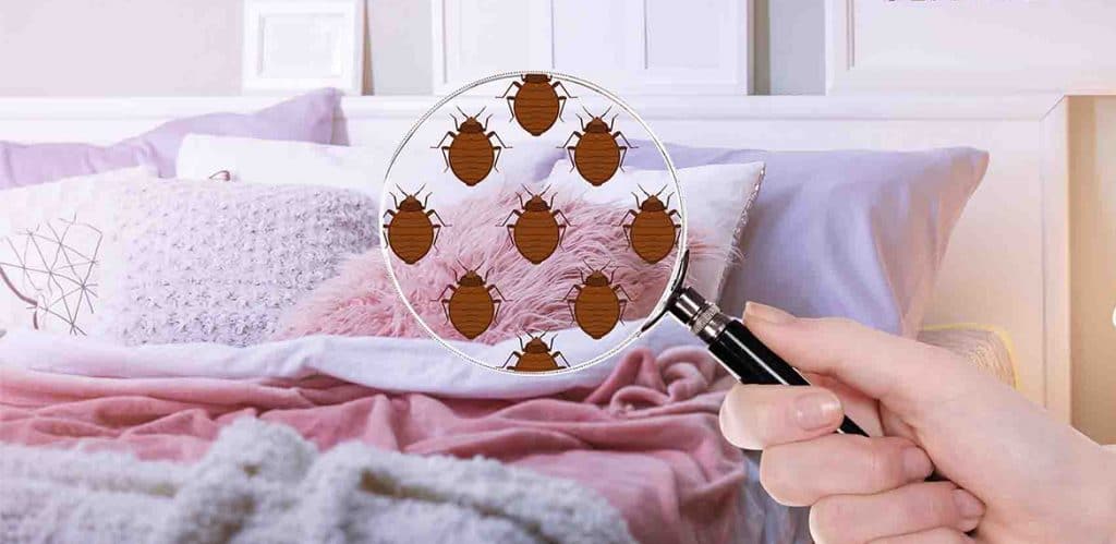 Acariens dans un matelas : comment s’en débarrasser ? | Bien-être ...